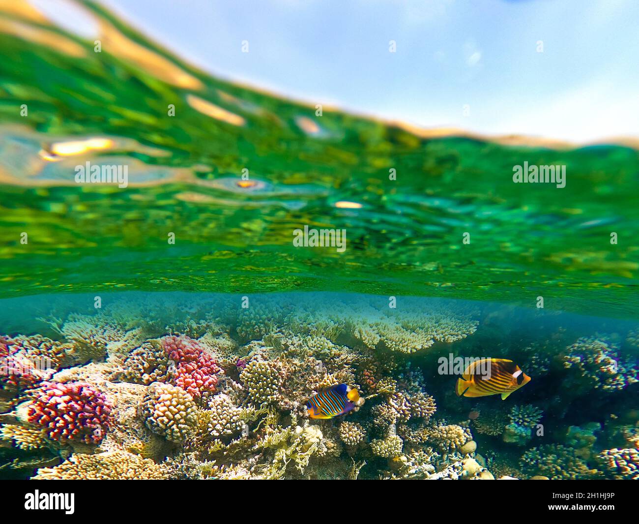 Underwater colorful tropical fishes at coral reef at Red Sea. Blue ...