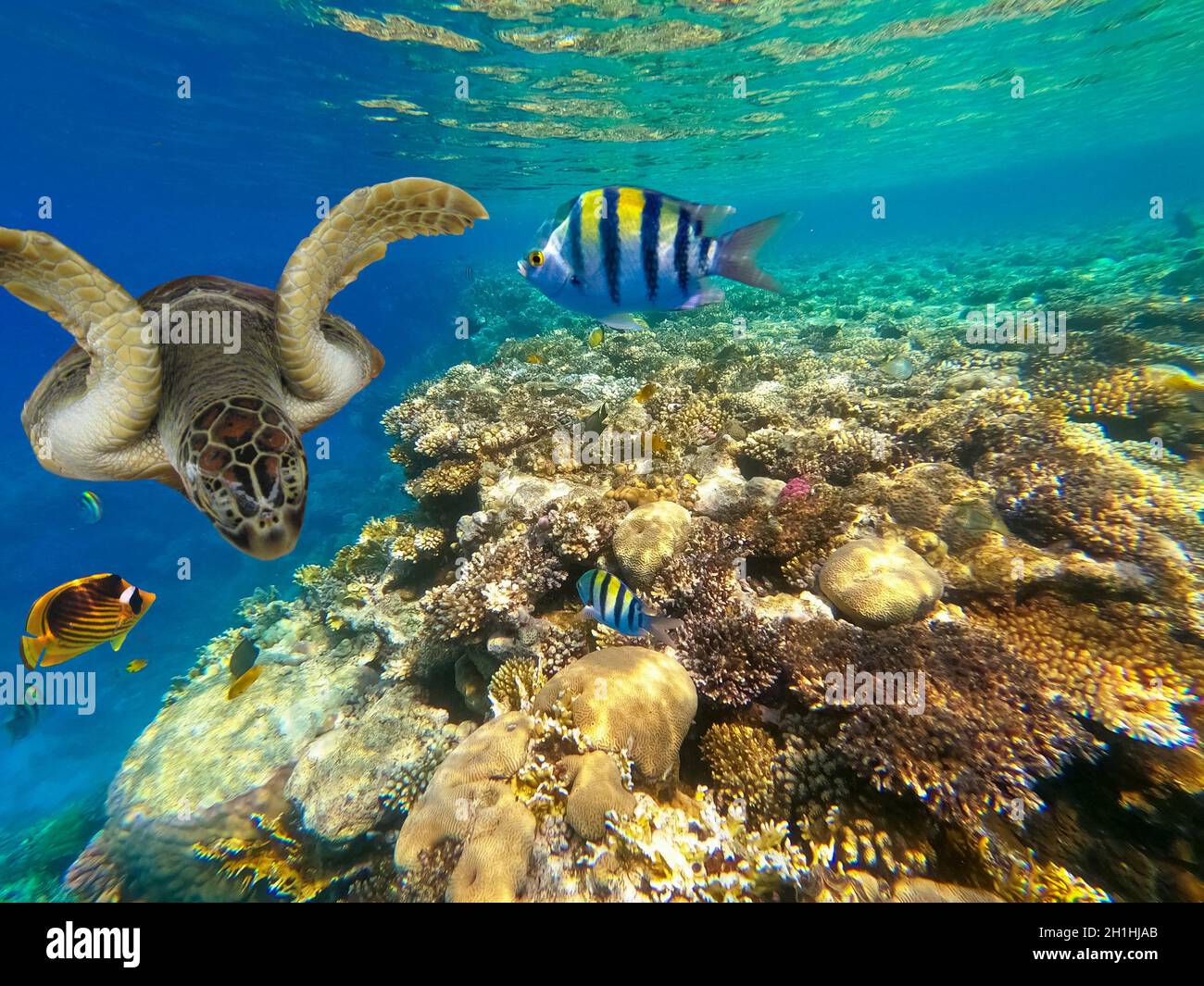 Underwater colorful tropical fishes at coral reef at Red Sea. Blue ...