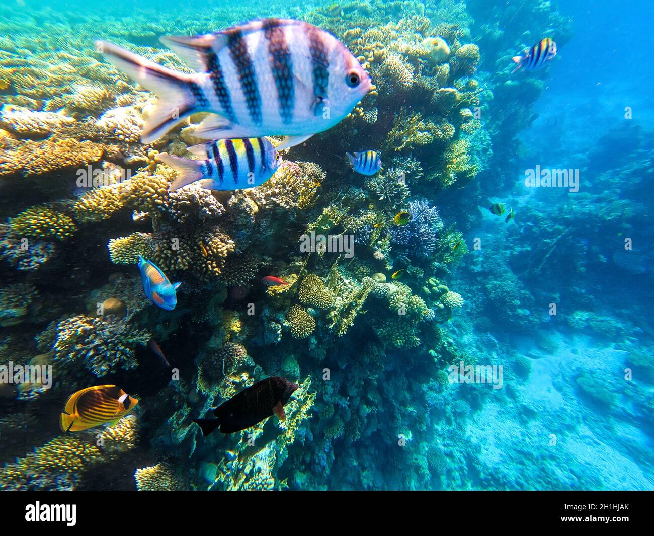 Underwater colorful tropical fishes at coral reef at Red Sea. Blue ...