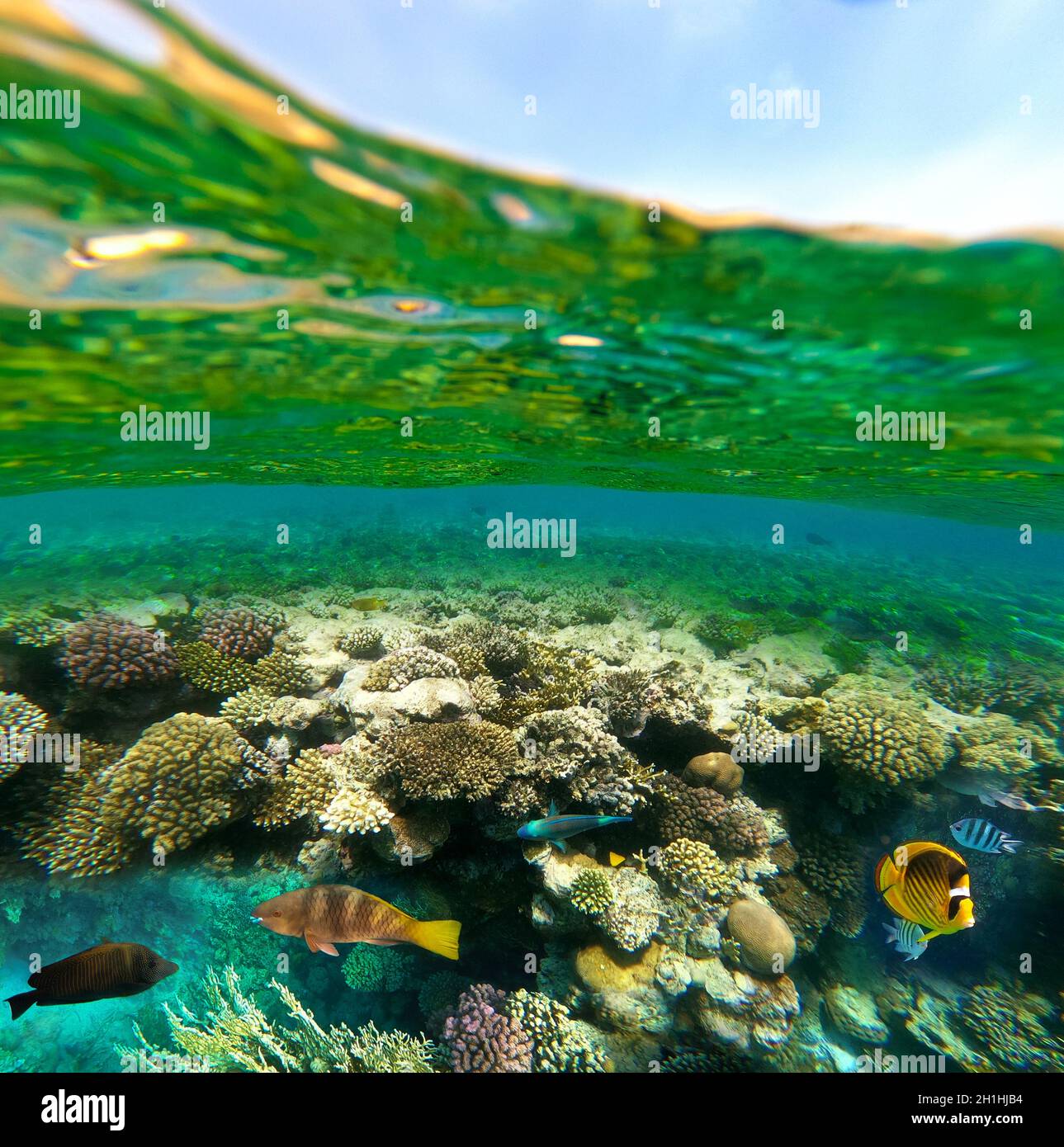 Underwater colorful tropical fishes at coral reef at Red Sea. Blue ...