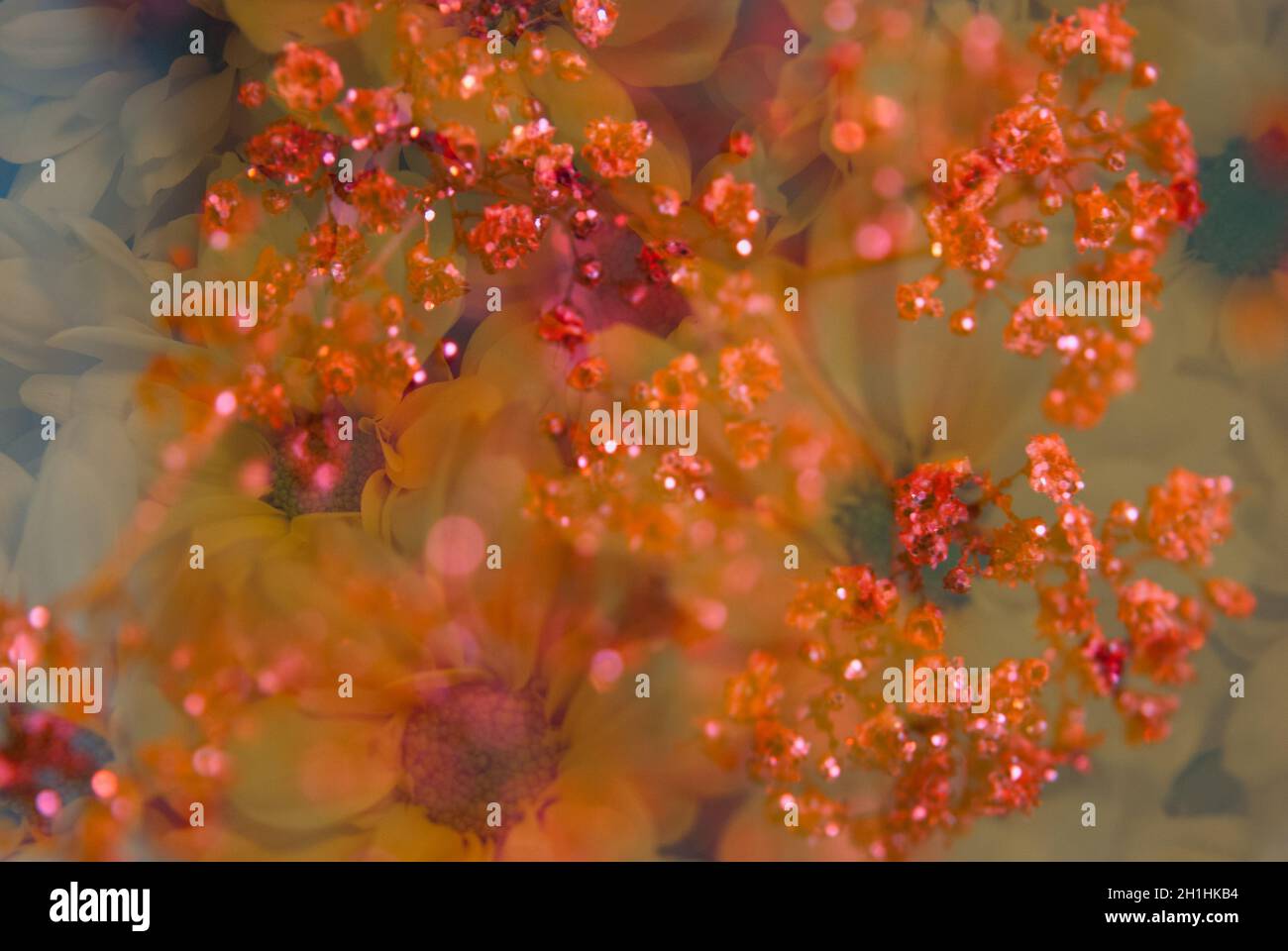Close-up of Flowers, Blossom, Budding, Bloom, Multi Coloured, Abstract ...