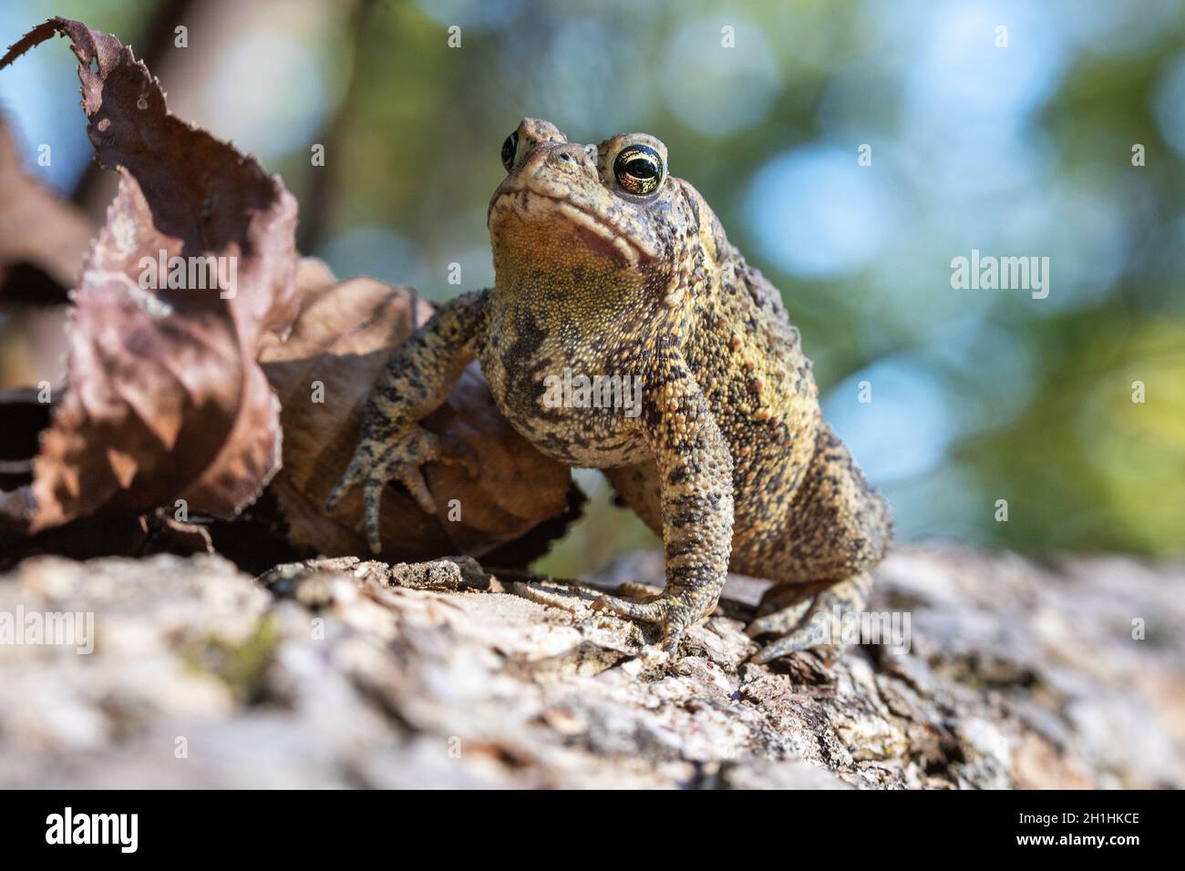 American toad (Anaxyrus americanus) sunning on an October afternoon in ...