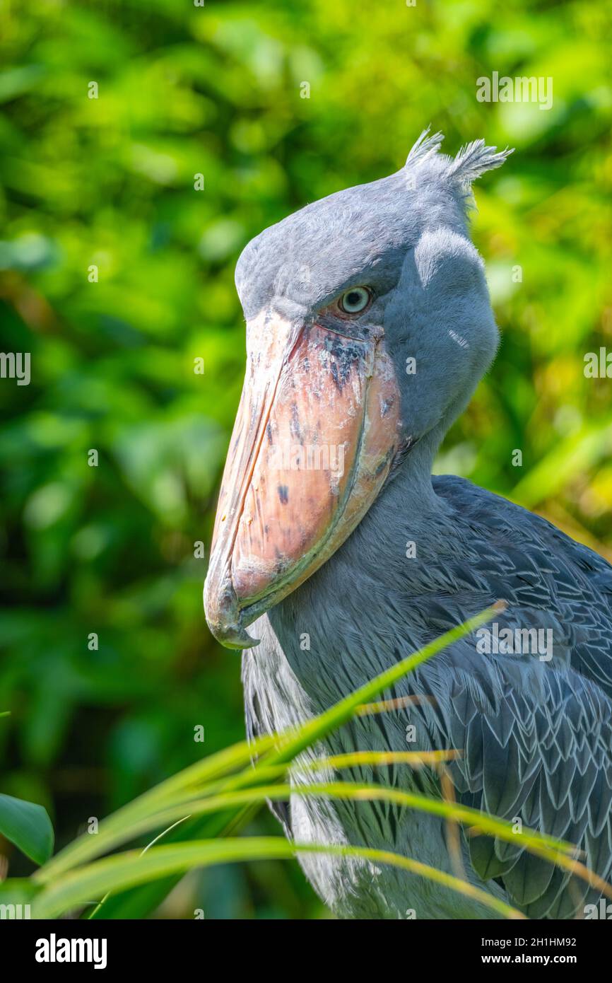 Shoebill - funny stork in the greenery Stock Photo - Alamy