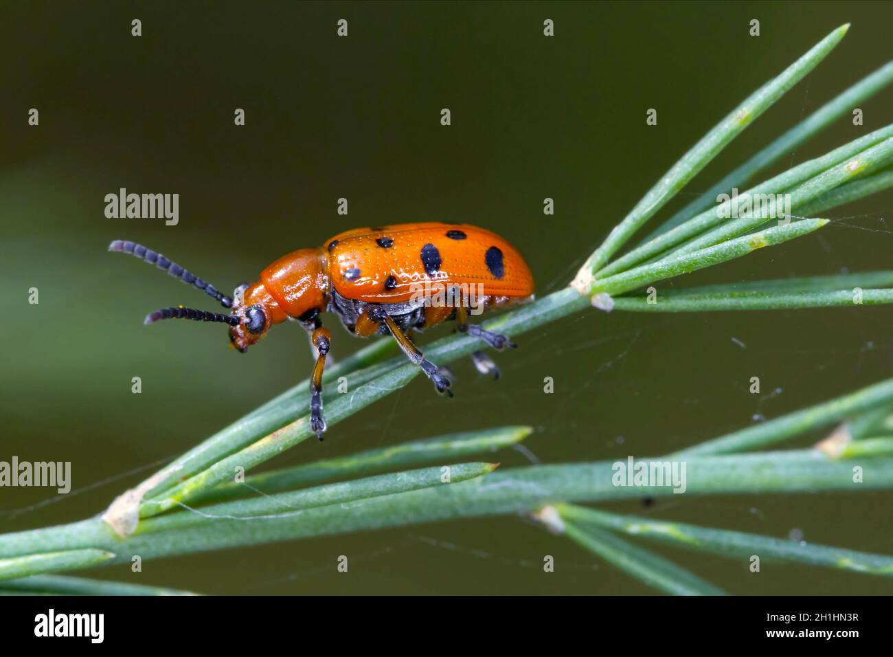 Crioceris duodecimpunctata or Spotted Asparagus Beetle is a species of ...