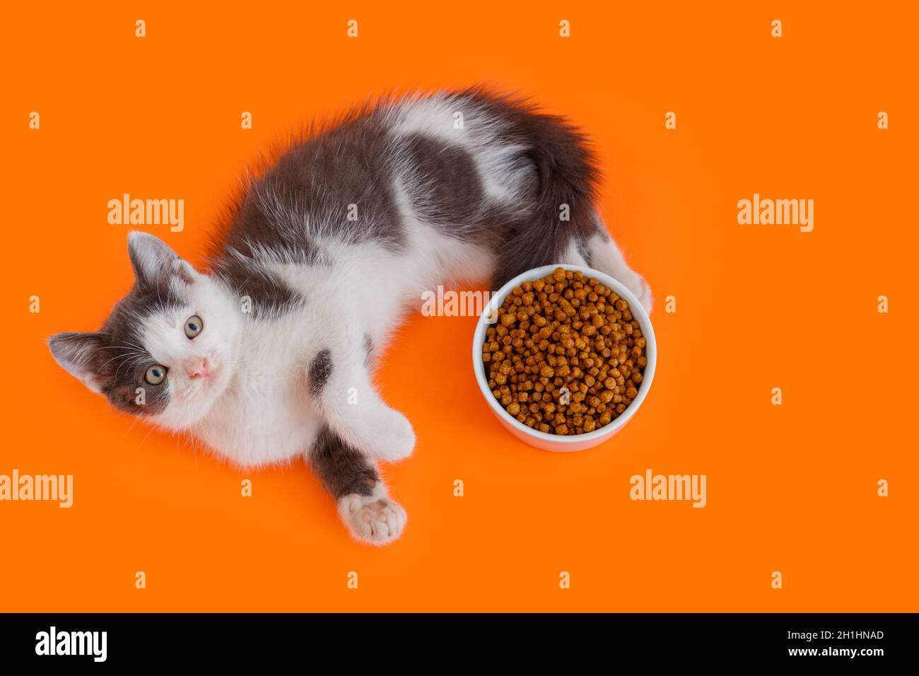 Orange cat on grey background hi-res stock photography and images - Alamy