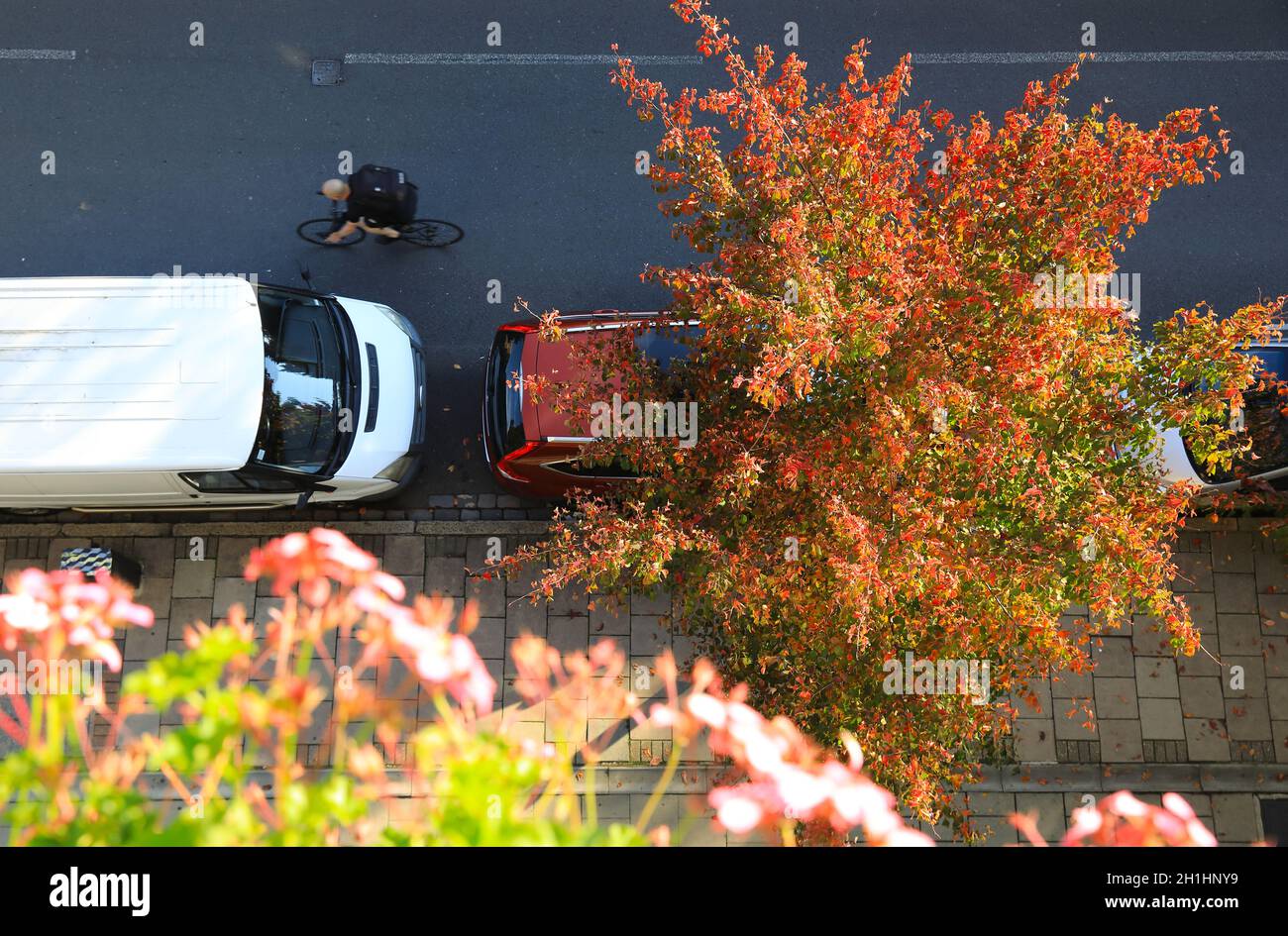 Aerial view of autumn colours on Copenhagen Street, off York Way near ...