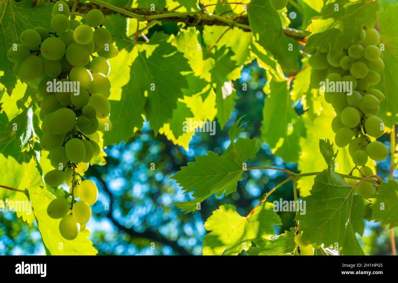 Ripe green grape in vineyard. Grapes green taste sweet growing natural ...