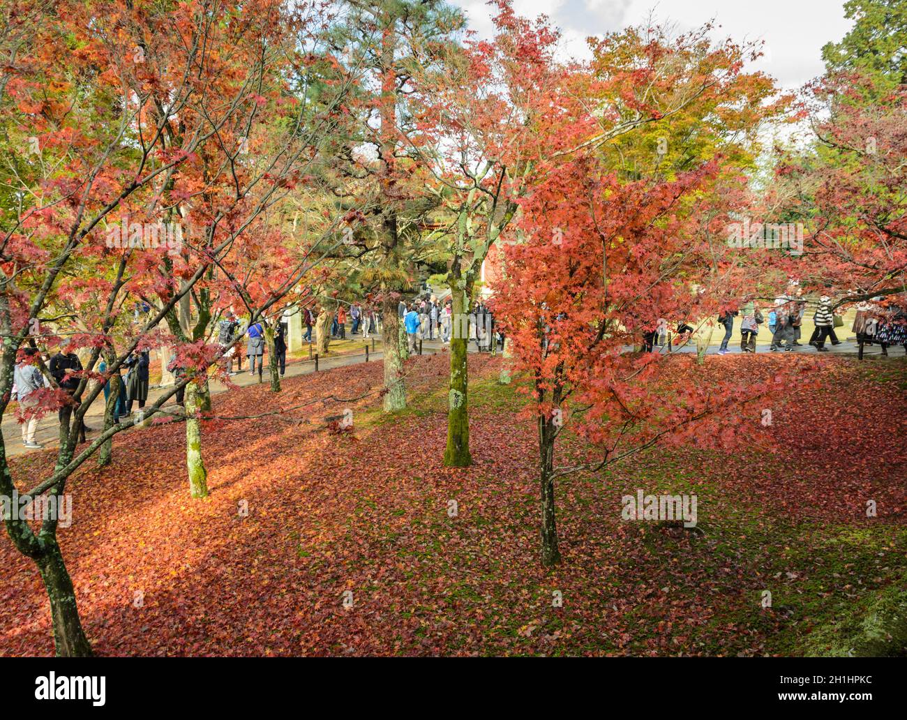 Momiji festival japan hi-res stock photography and images - Alamy