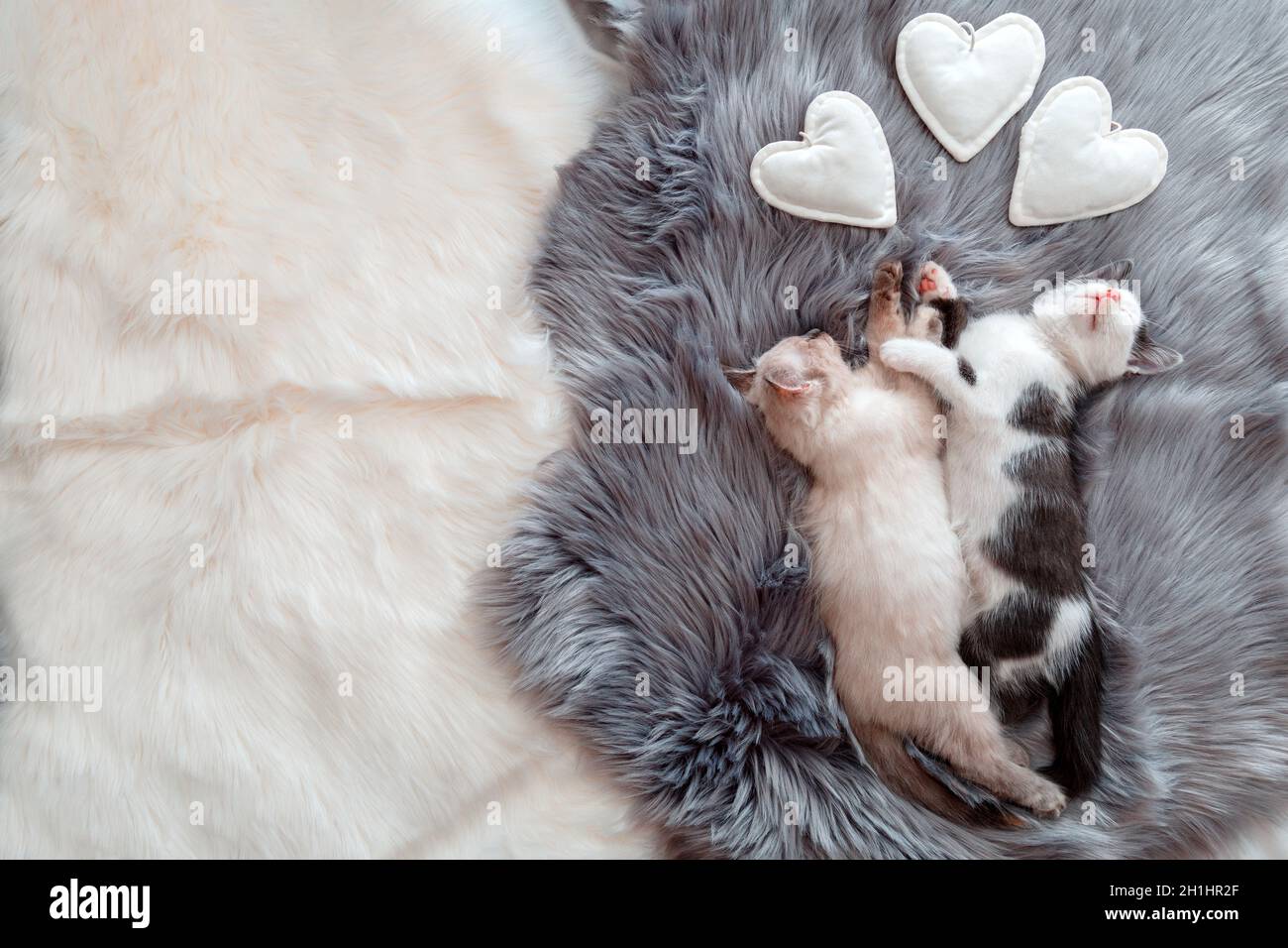 Couple little kittens in love sleep together hug on gray fluffy plaid ...