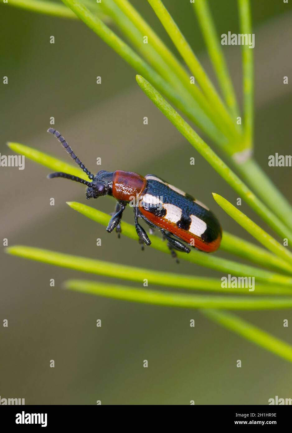 Plant health beetles hi-res stock photography and images - Alamy