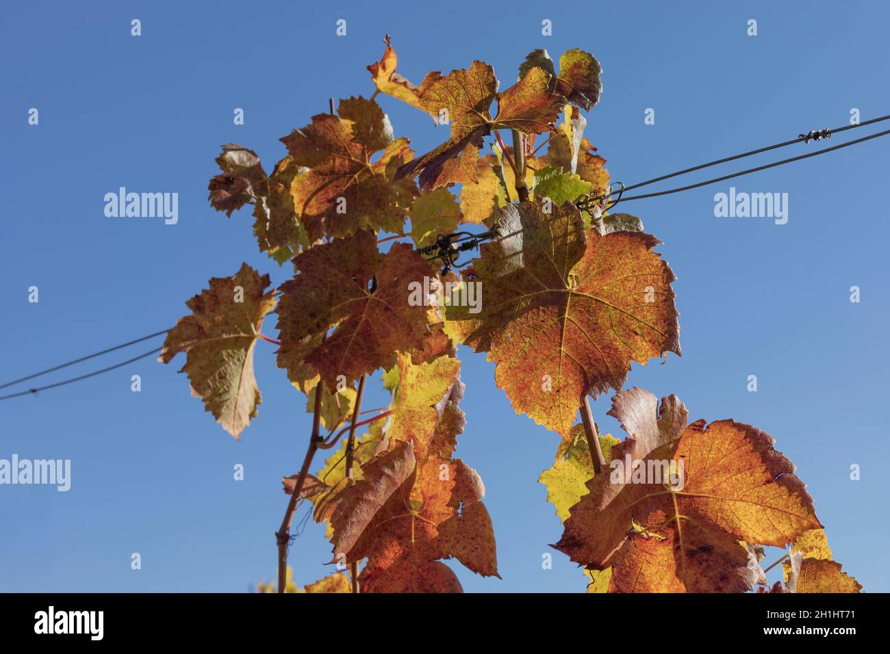Vine wires hi-res stock photography and images - Alamy