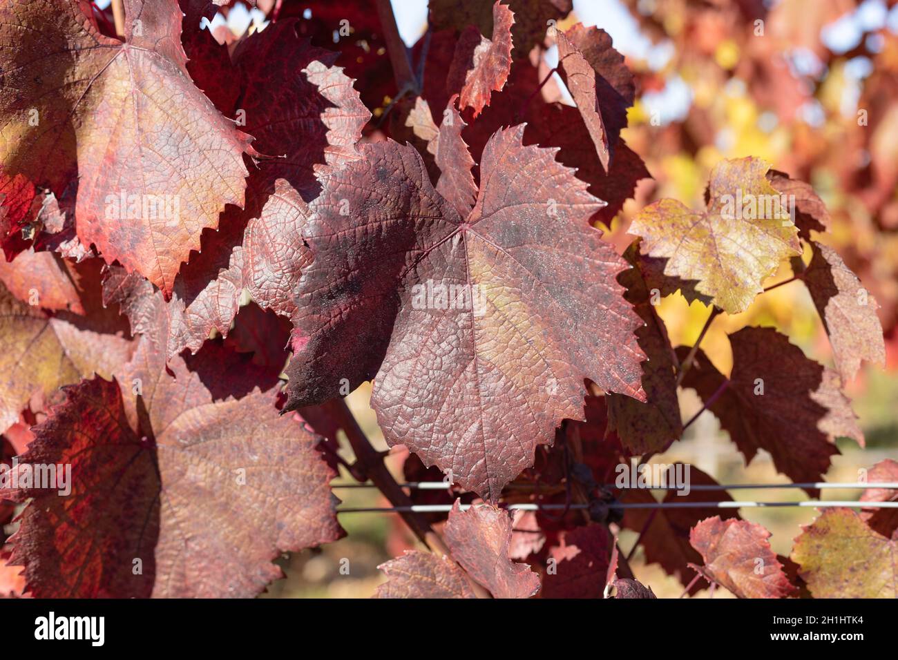 Dark brown vines hi-res stock photography and images - Alamy