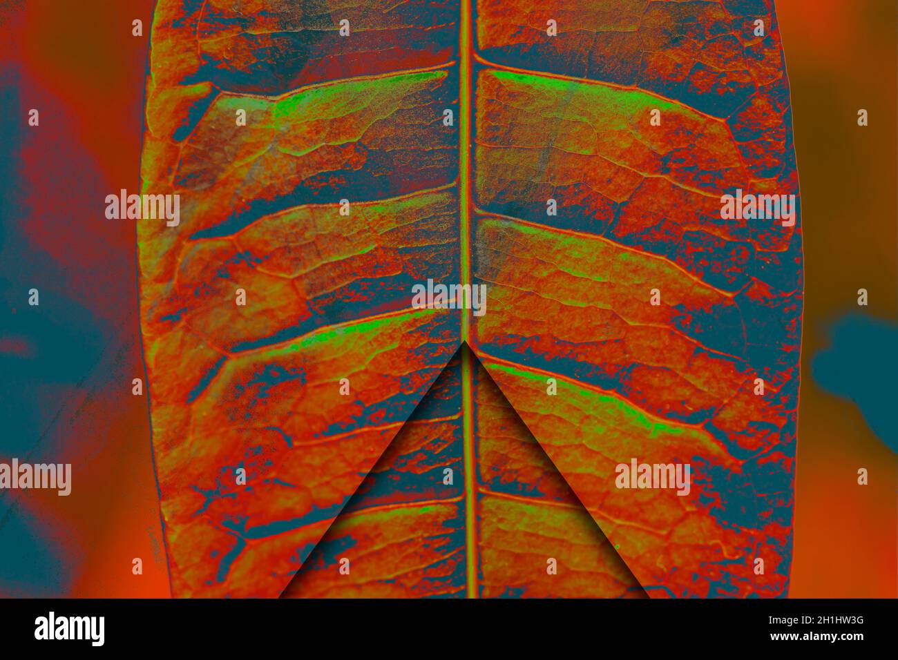 An abstract photograph of a vertical leaf in red blue and green colors ...