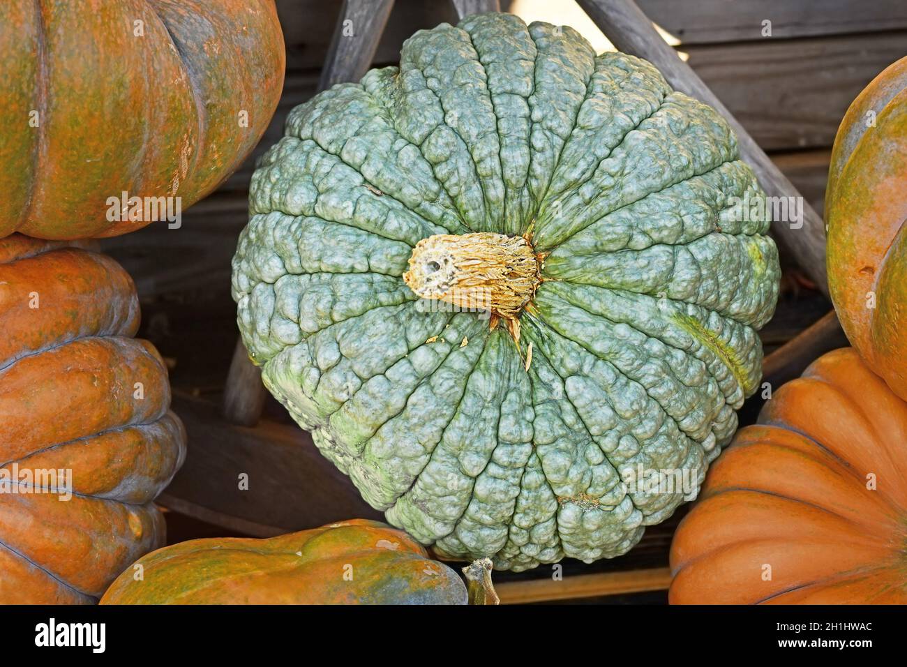 Top view of green 'Marina di Chioggia' pumpkin with bumpy skin Stock ...