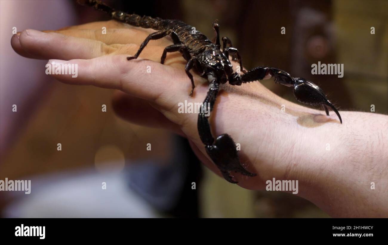 Black Scorpion sitting on hand. Action. Close-up of large black ...