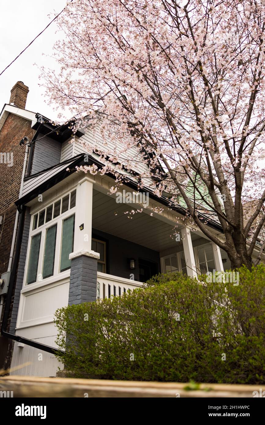 Downtown House with Cherry Tree Stock Photo - Alamy