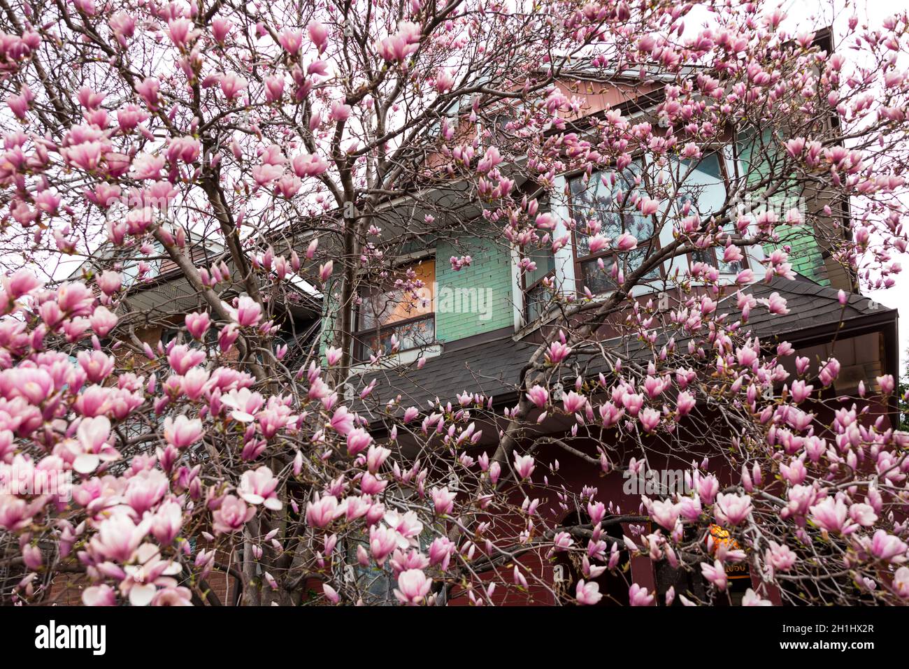 Magnolia tree in front garden hi-res stock photography and images - Alamy