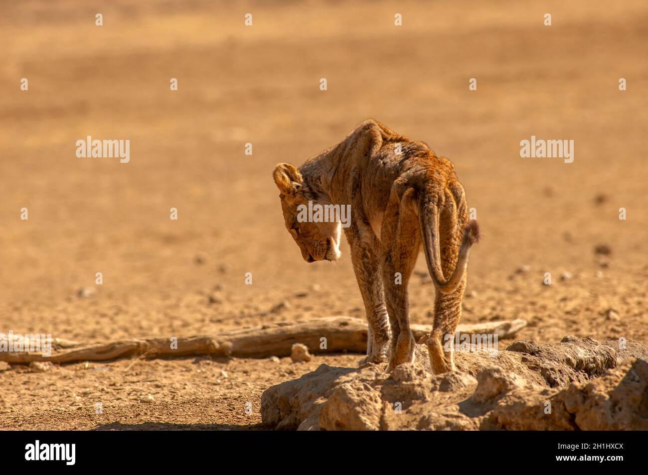 Sick lion cub at an waterhole, Kgalagadi Transfontier Park, South ...