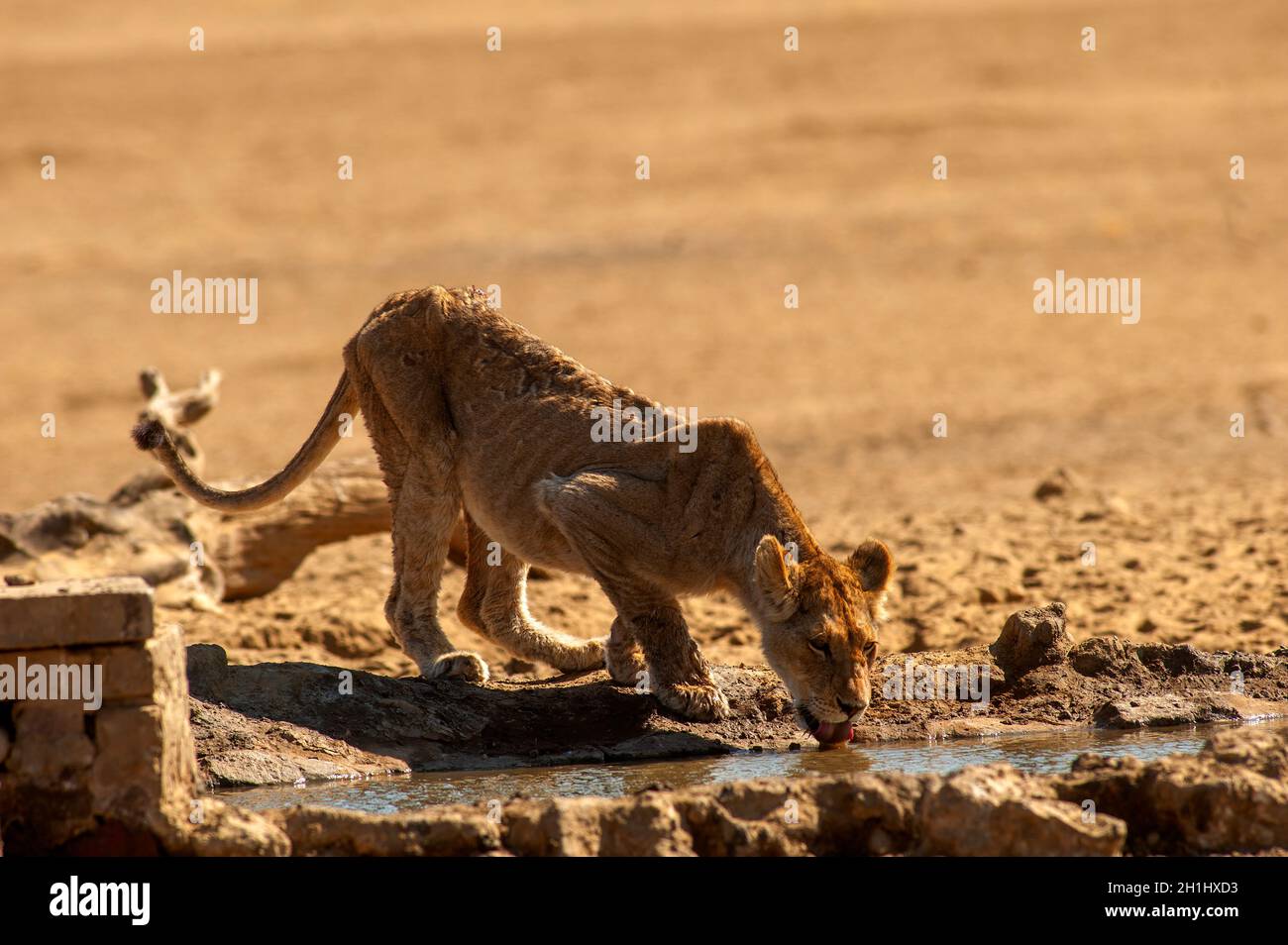 Sick lion cub at an waterhole, Kgalagadi Transfontier Park, South ...