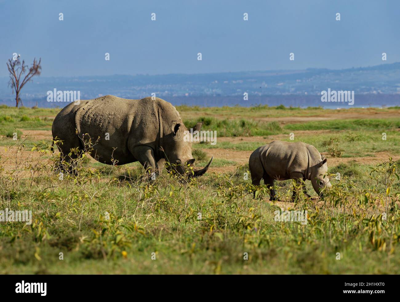 Southern White Rhinoceros or square-lipped rhinoceros - Ceratotherium ...