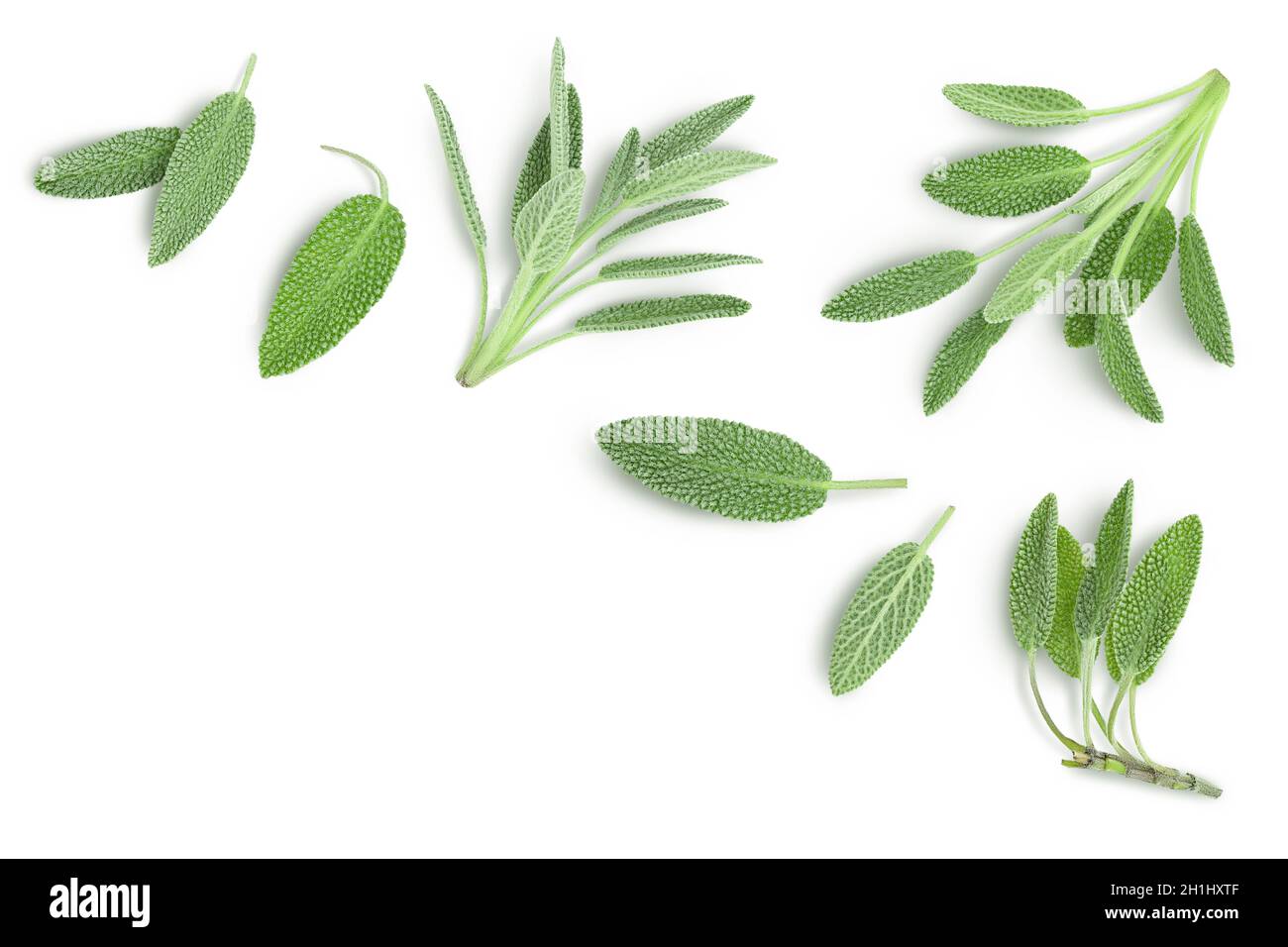 fresh sage herb isolated on white background with clipping path and ...