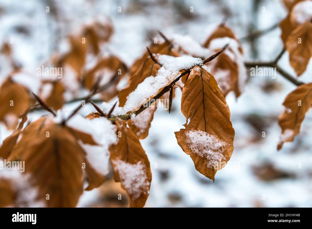 Melted snow on the grass. Frozen plants. Snow and ice in the woods ...