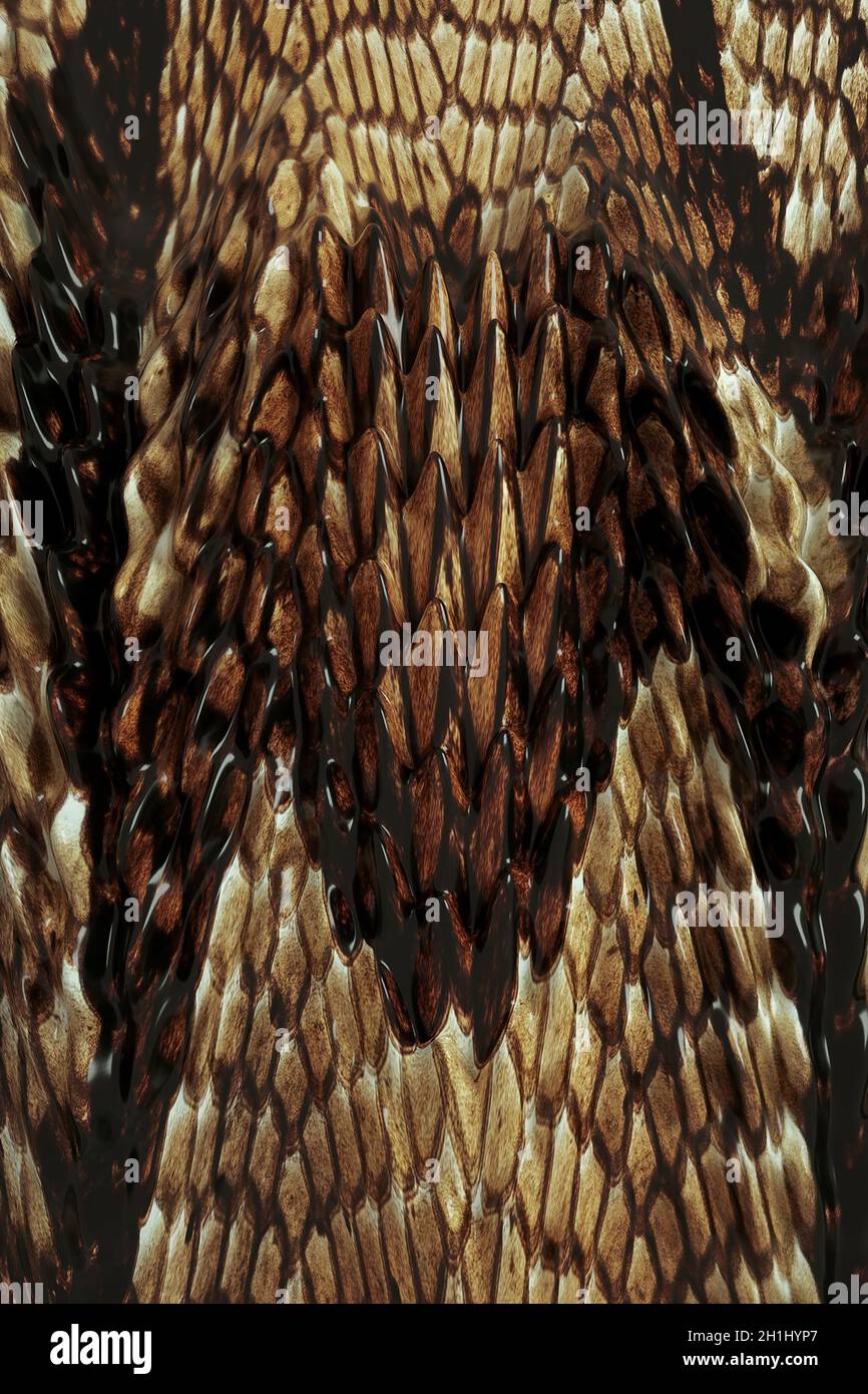 3d beige brown dragon reptile fish snake skin pattern background ...