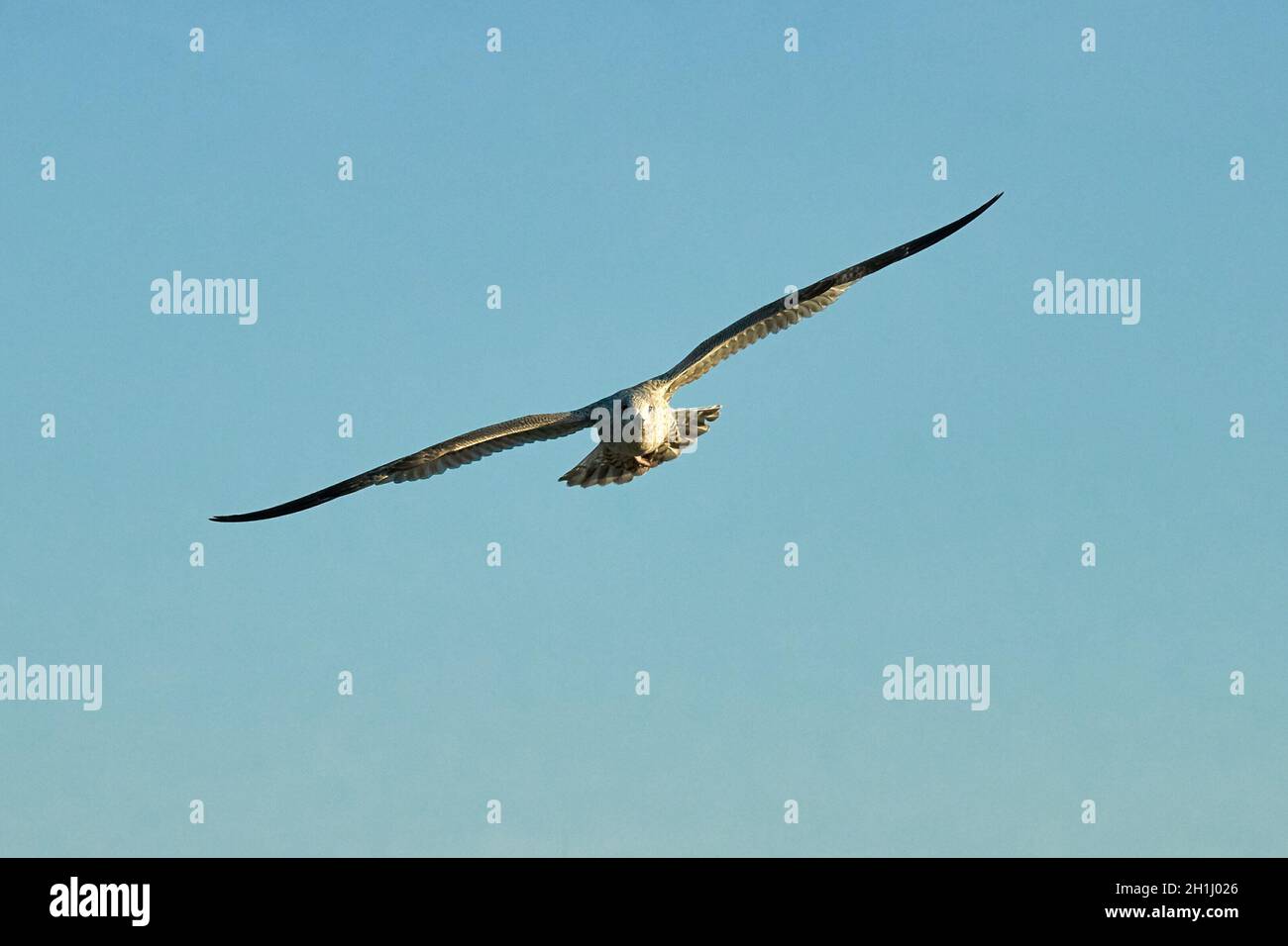 Beautiful shot of a flying hawk on the blue sky background Stock Photo ...