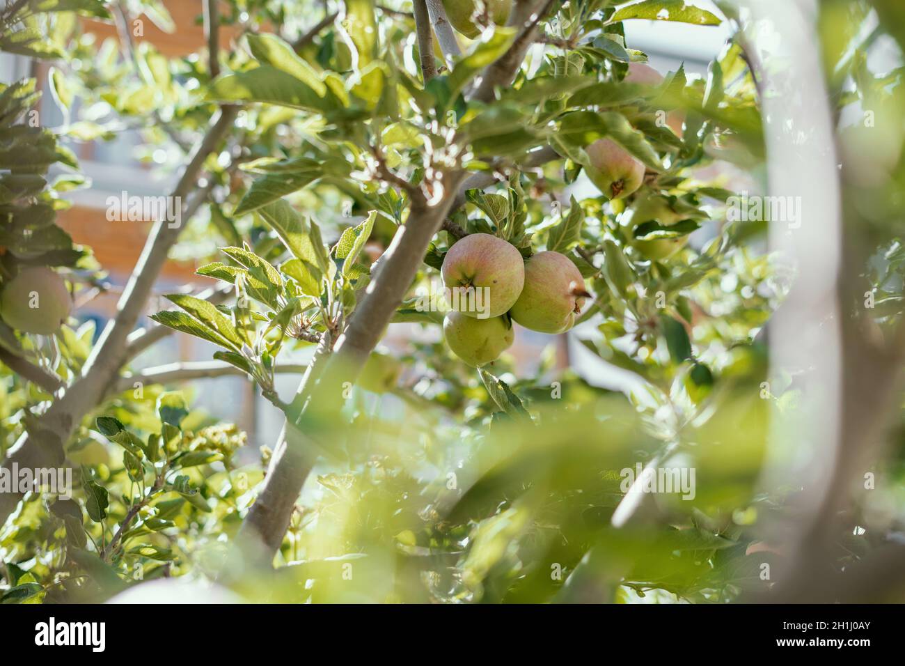 Branch of an apple tree in a garden Stock Photo - Alamy