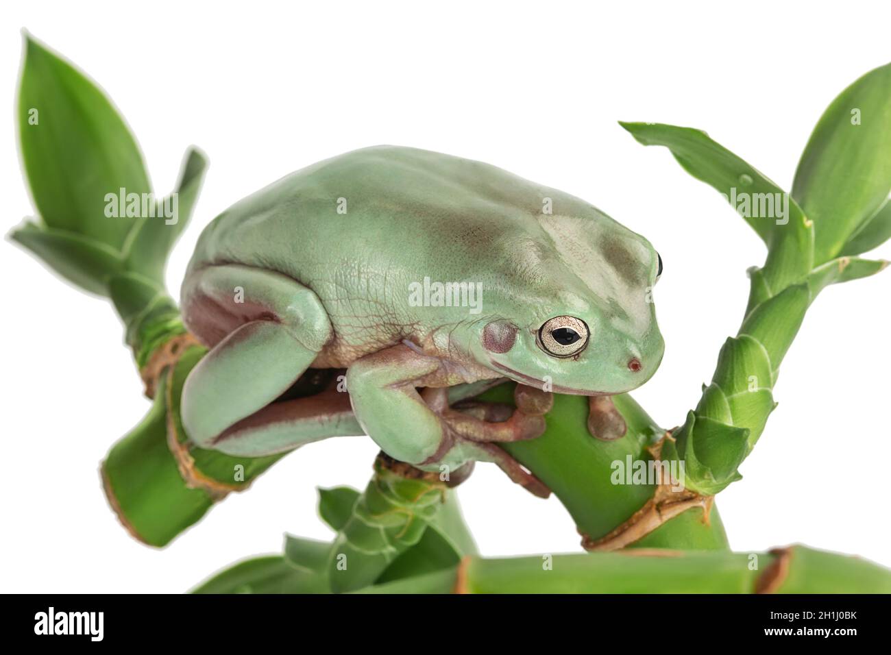 Dumpy frog hi-res stock photography and images - Alamy