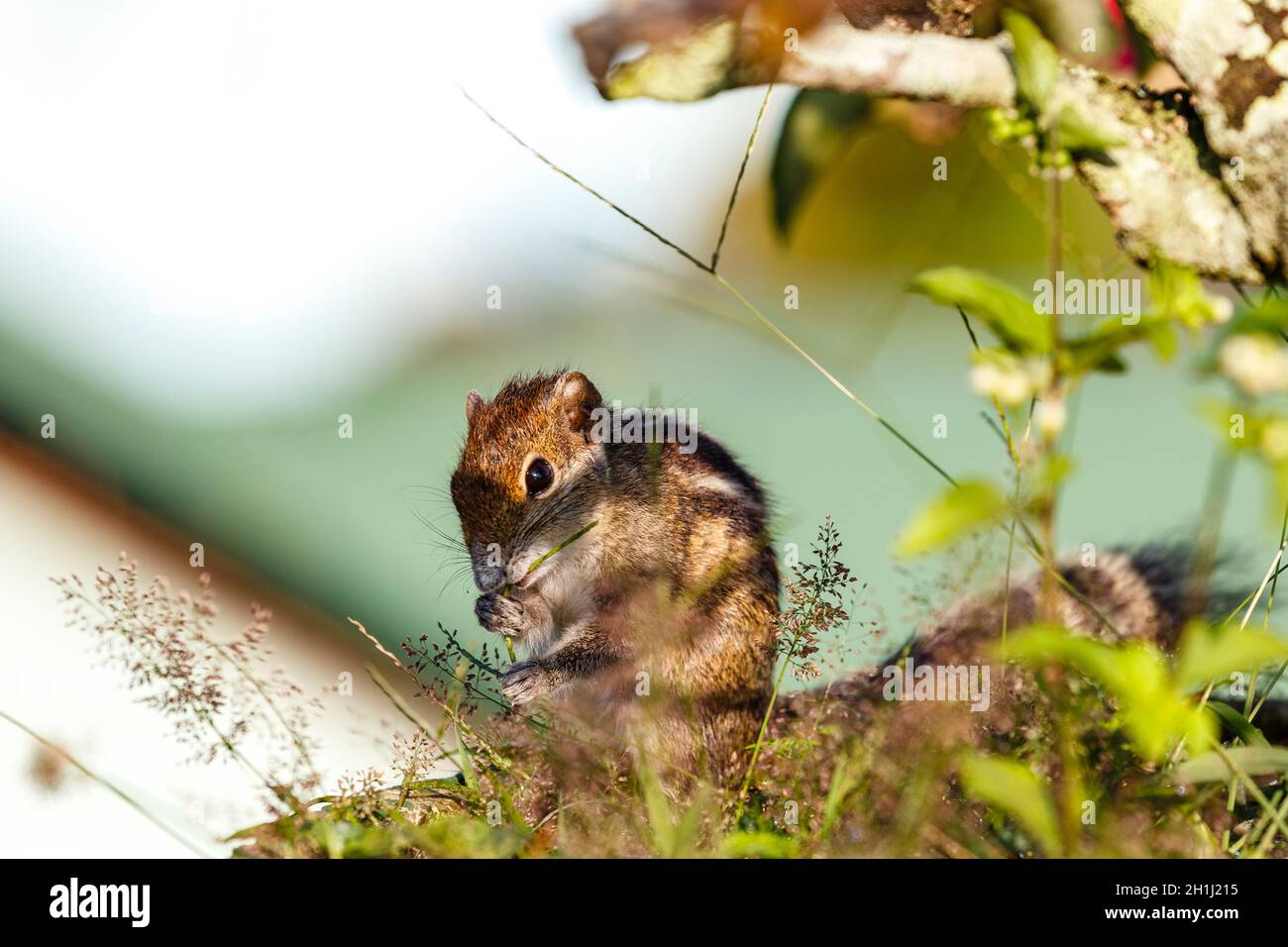 Asian squirrel hi-res stock photography and images - Alamy