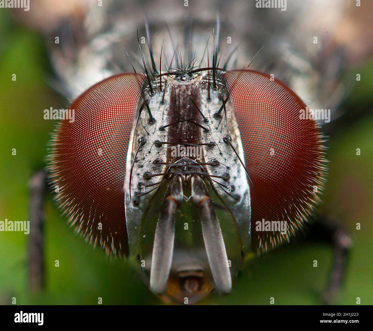 Super macro shoot of a fly green background Stock Photo - Alamy