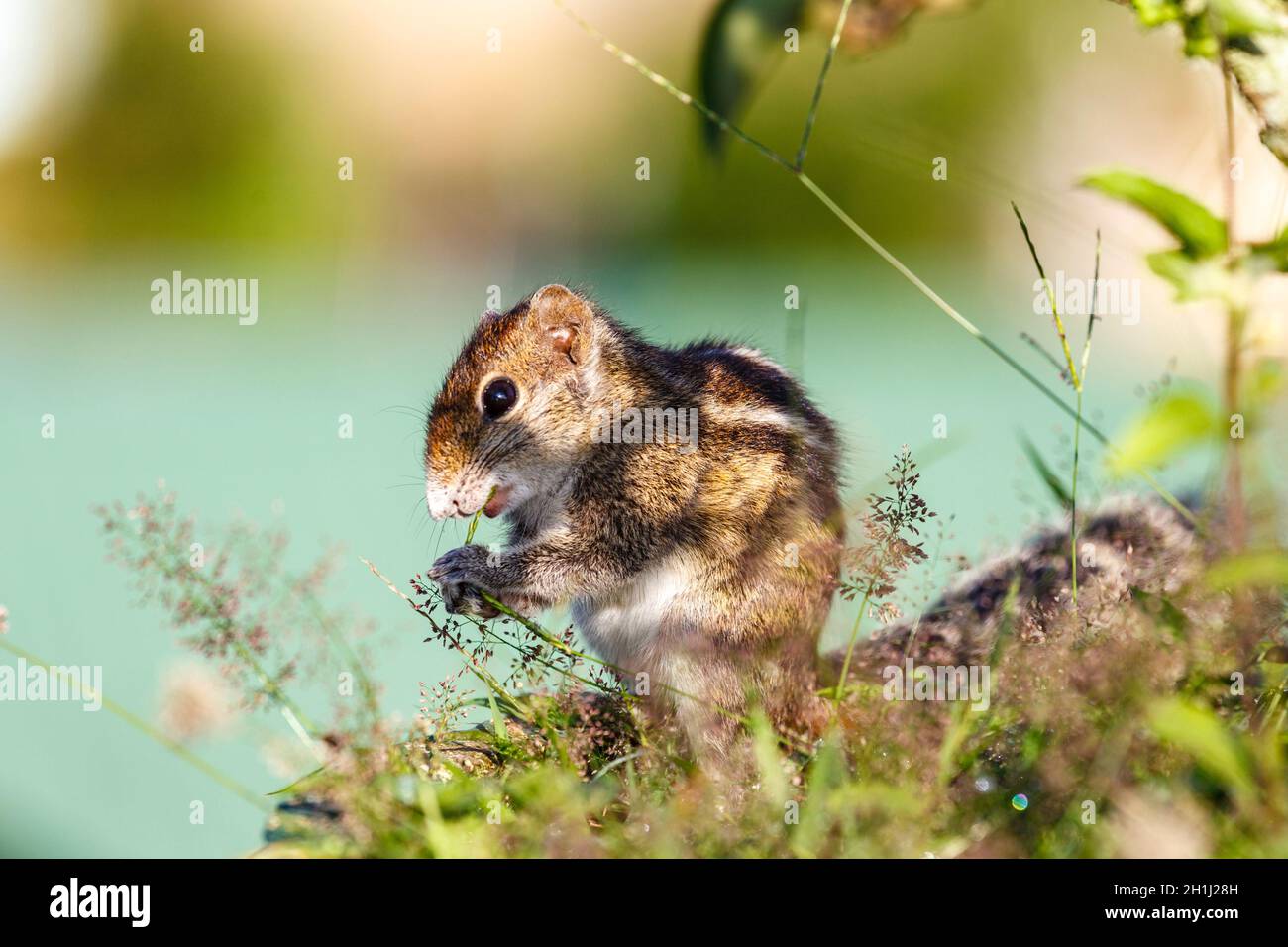 Asian squirrel hi-res stock photography and images - Alamy