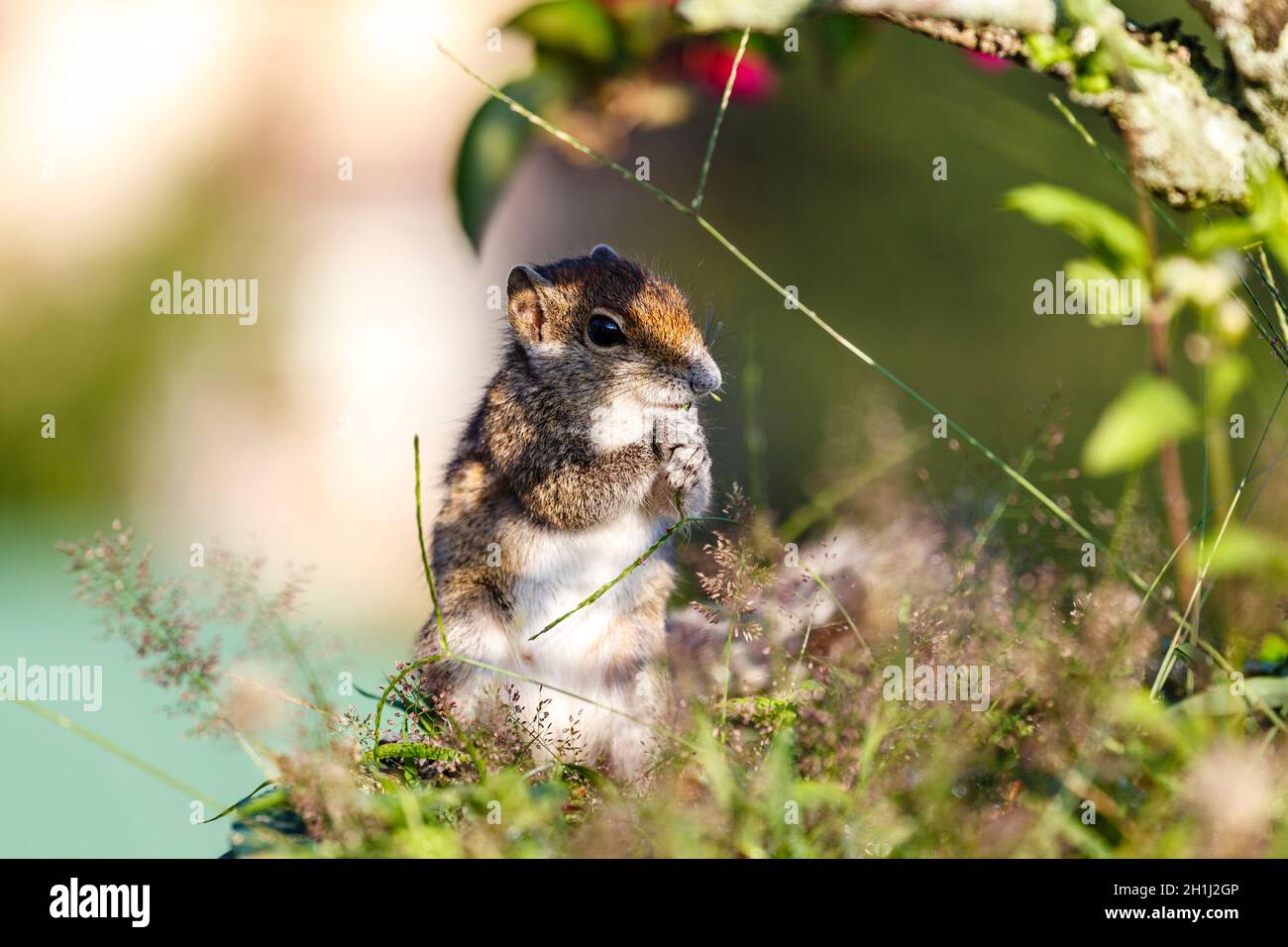 Asian squirrel hi-res stock photography and images - Alamy