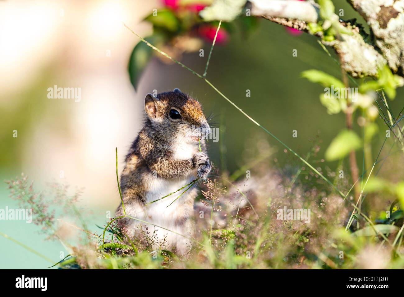 Asian squirrel hi-res stock photography and images - Alamy