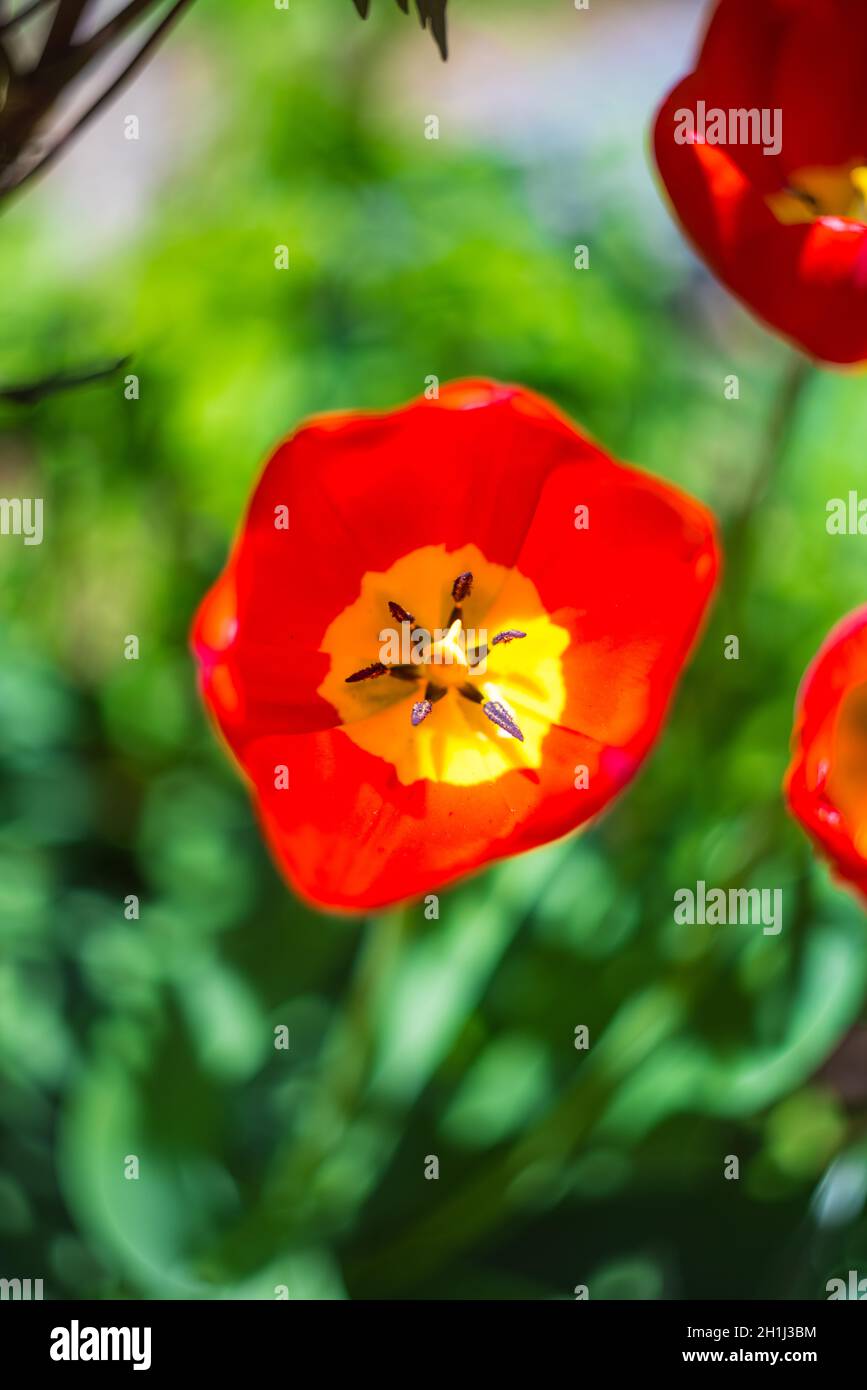 Red and Yellow Tulip Center in Garden Stock Photo - Alamy