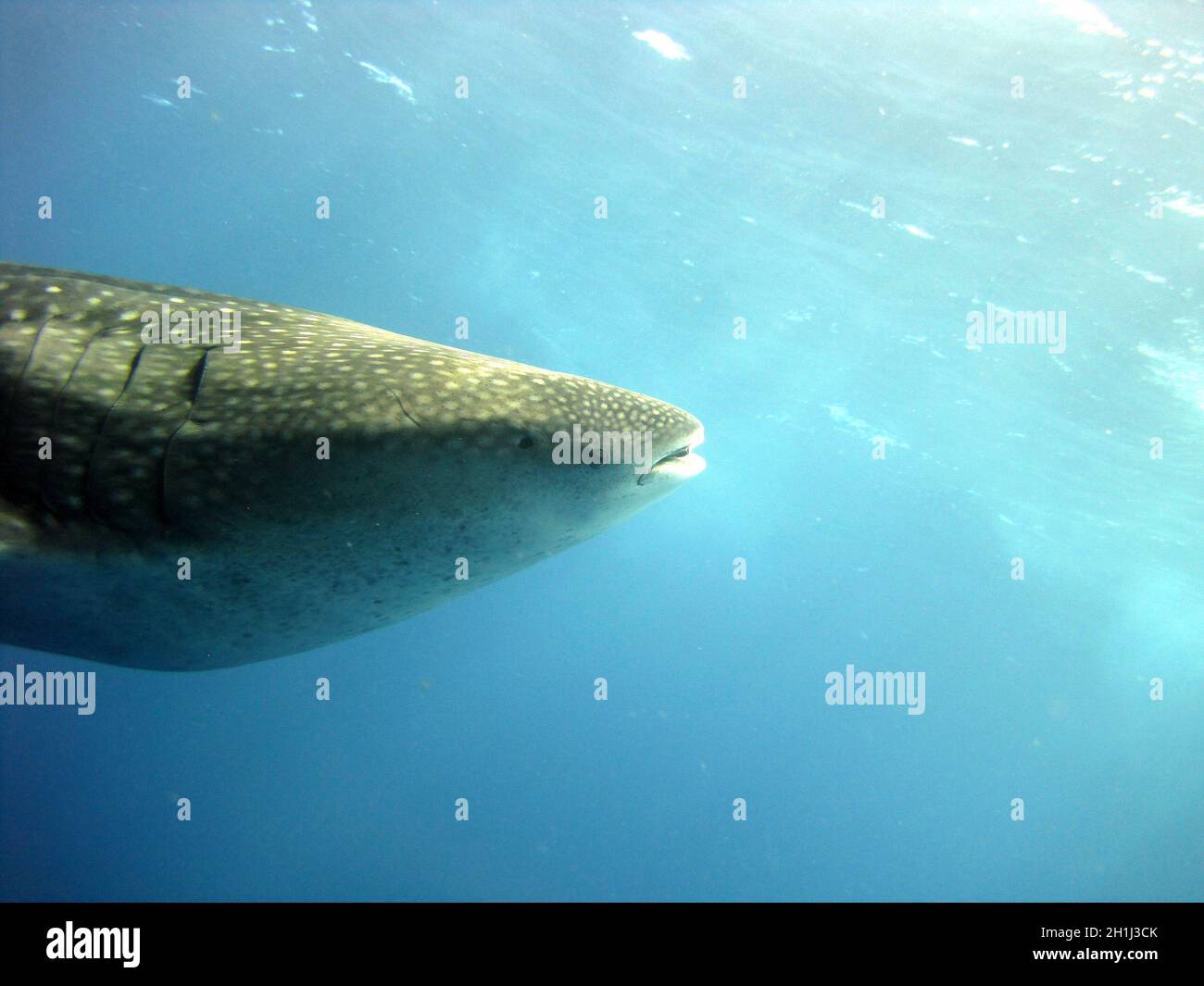 Whale shark peers into the distance in Flower Garden Banks National ...
