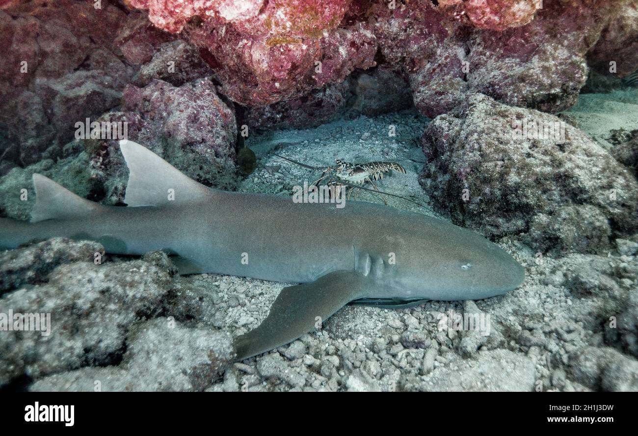 Lobster hides from a nurse shark in Florida Keys National Marine ...