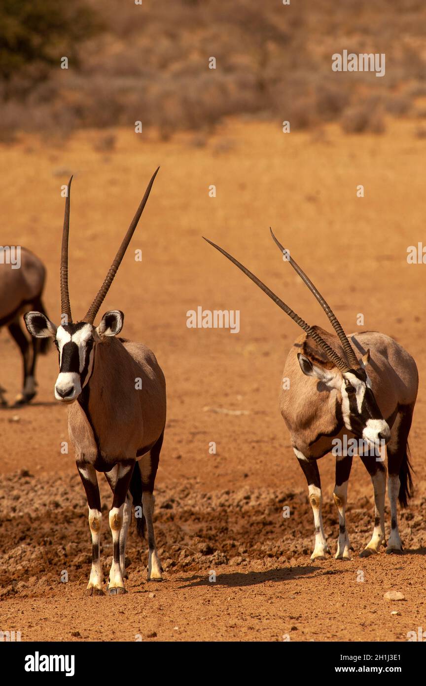 Gemsbok or Orix antelope at Kgalagadi Transfontier Park, South Africa ...