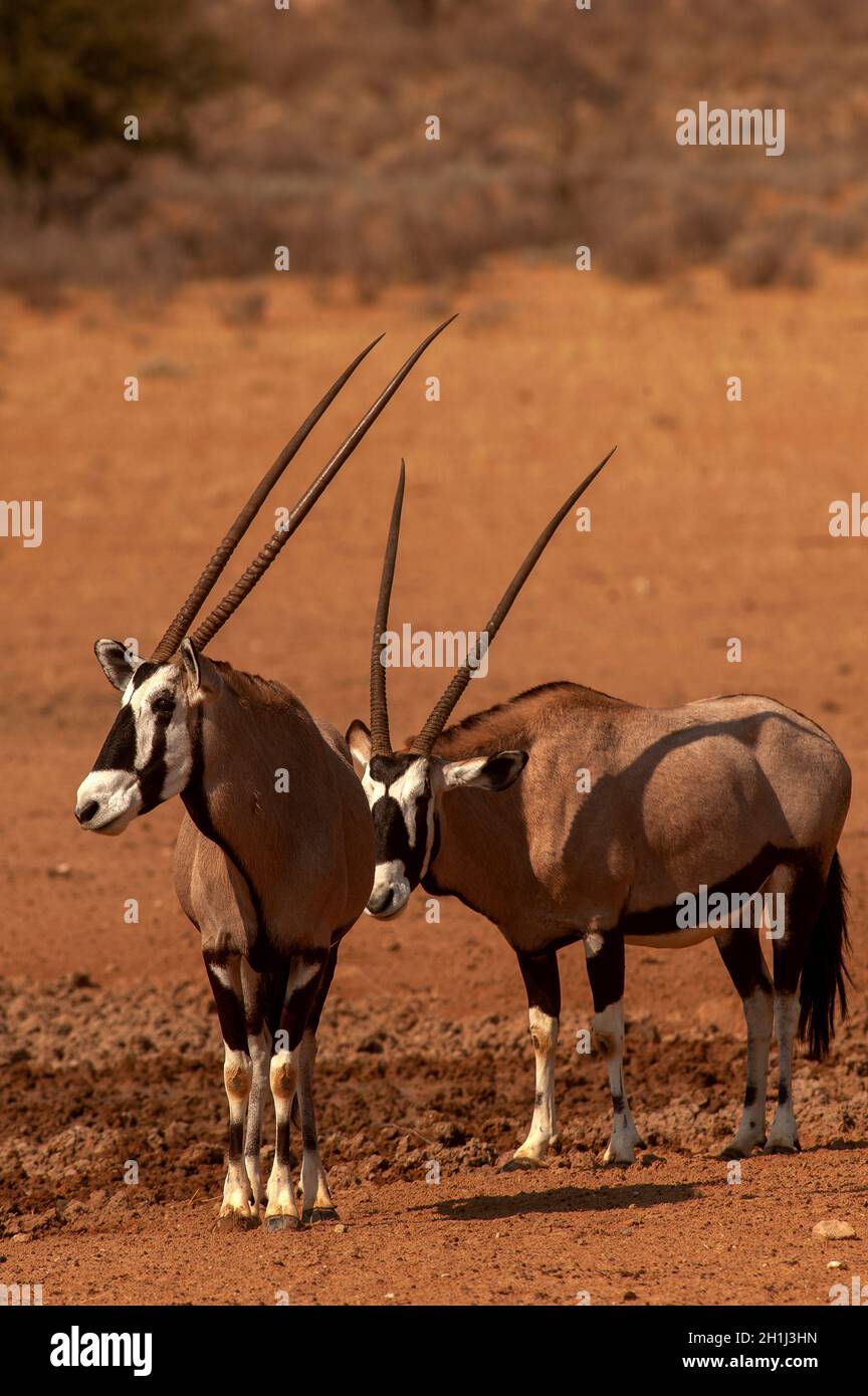 Gemsbok or Orix antelope at Kgalagadi Transfontier Park, South Africa ...