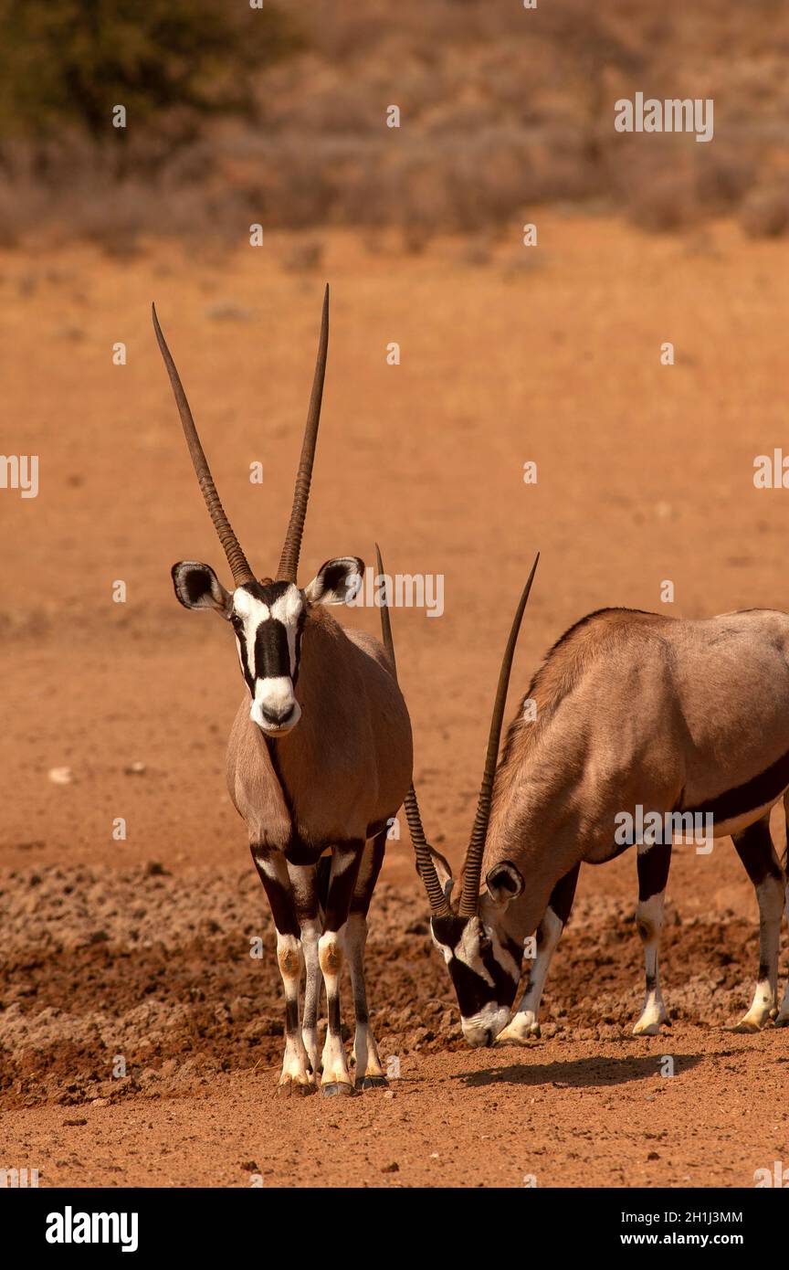 Gemsbok or Orix antelope at Kgalagadi Transfontier Park, South Africa ...