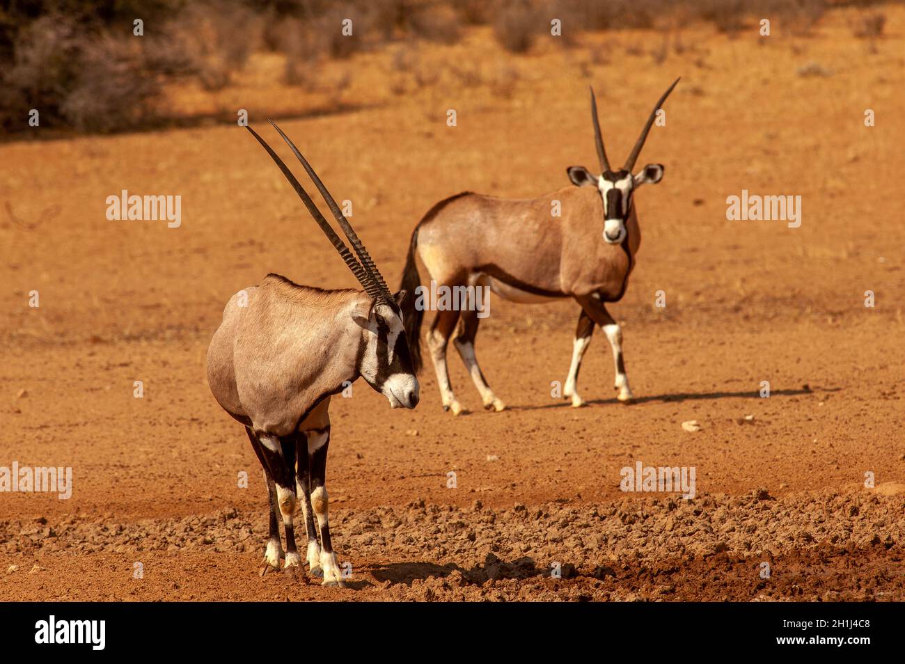 Gemsbok or Orix antelope at Kgalagadi Transfontier Park, South Africa ...