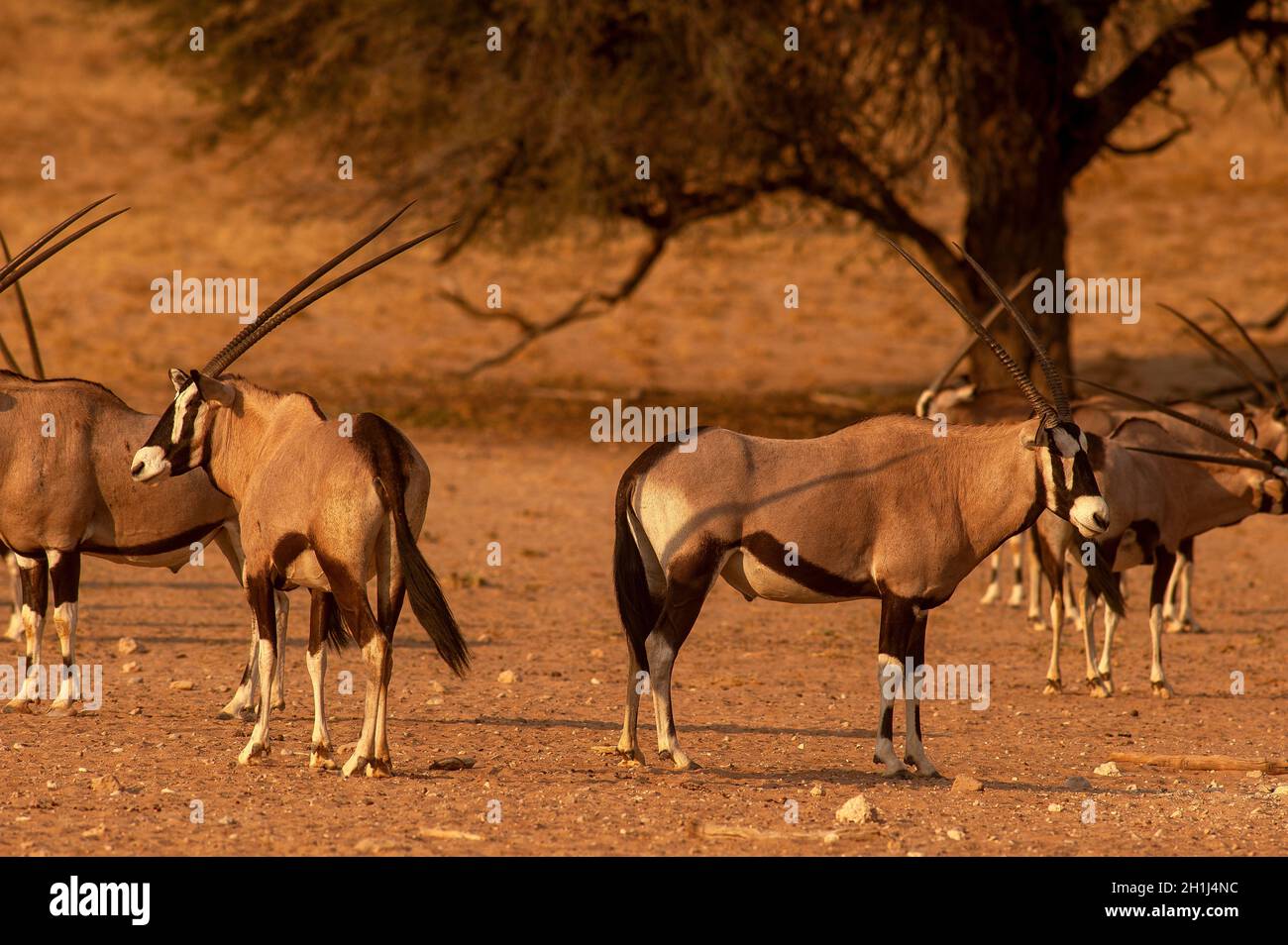 Gemsbok or Orix antelope at Kgalagadi Transfontier Park, South Africa ...