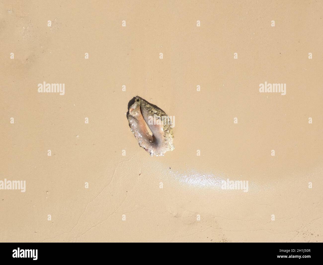 The seashell on sand. top view on sea surf edge. Sharm El Sheikh, Egypt ...