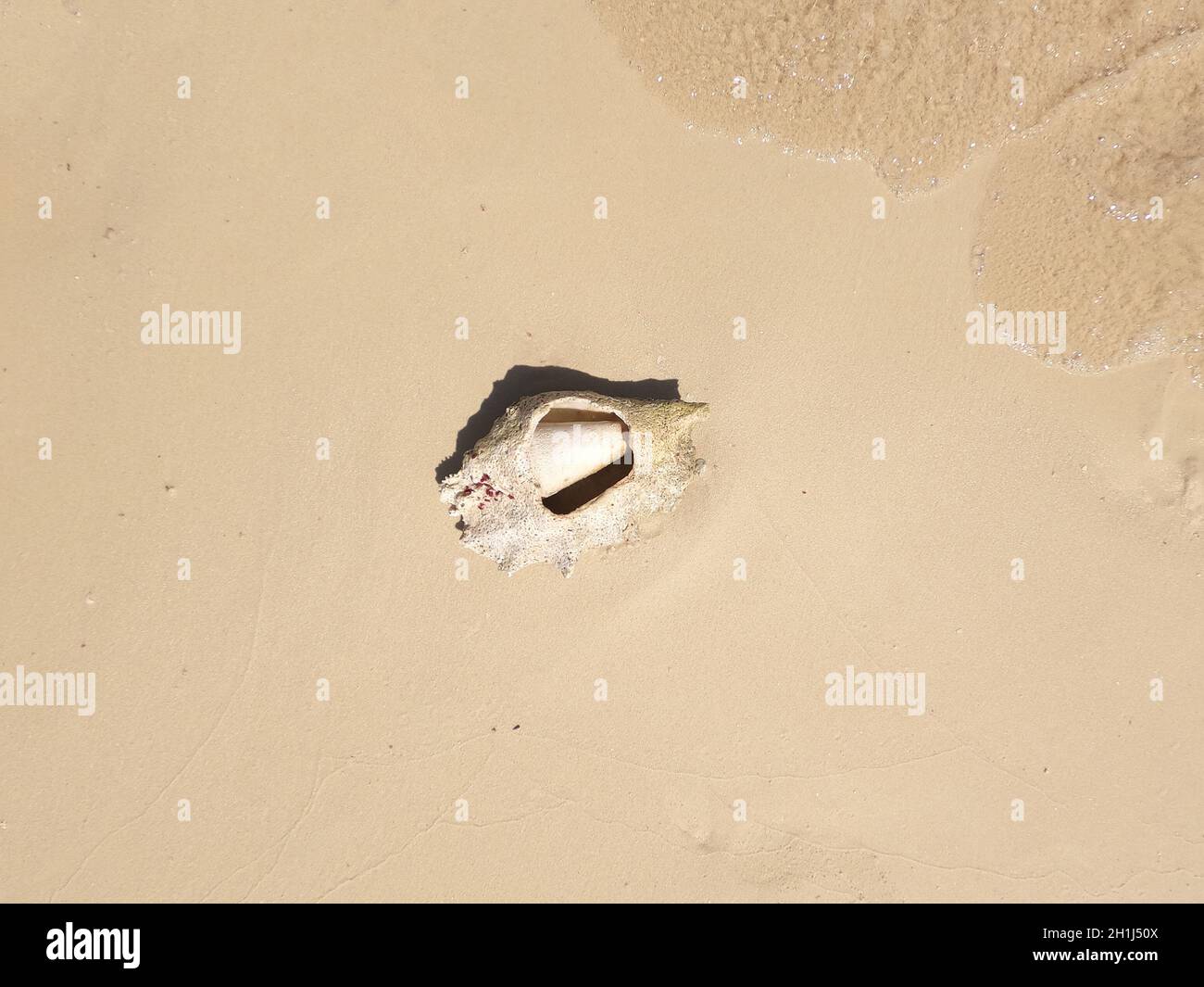 The seashell on sand. top view on sea surf edge. Sharm El Sheikh, Egypt ...