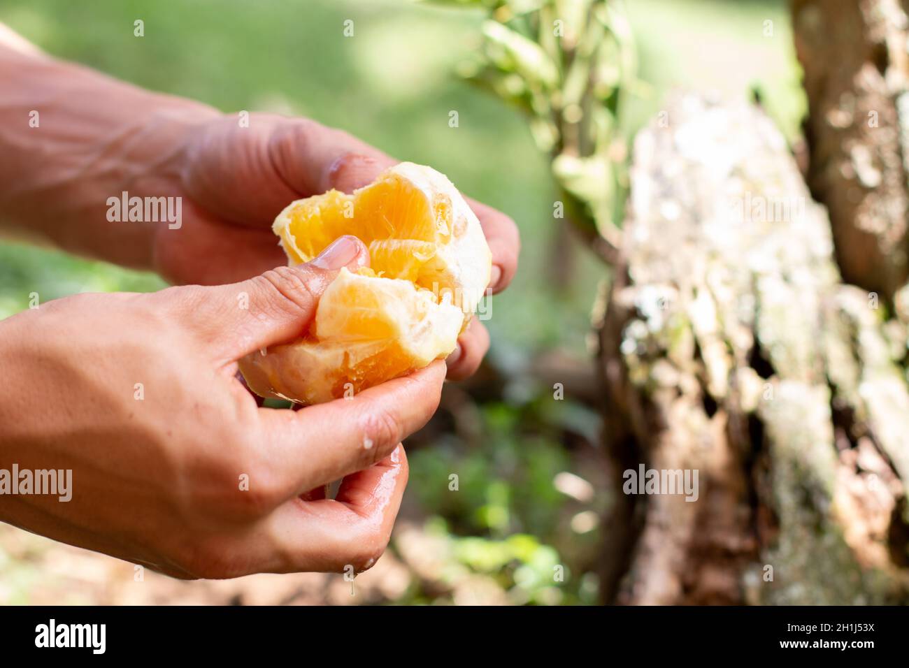 Hands peeling, opening and squeezing an orange tree fruit. Orange juice ...