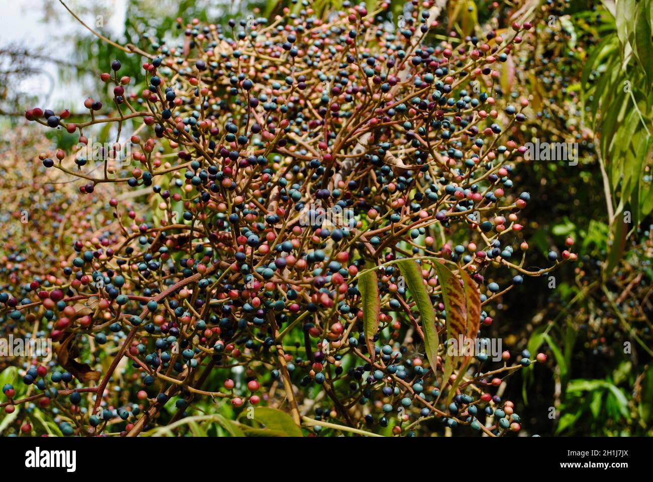 Dark berries in a tree in a garden in Petaluma, California Stock Photo ...