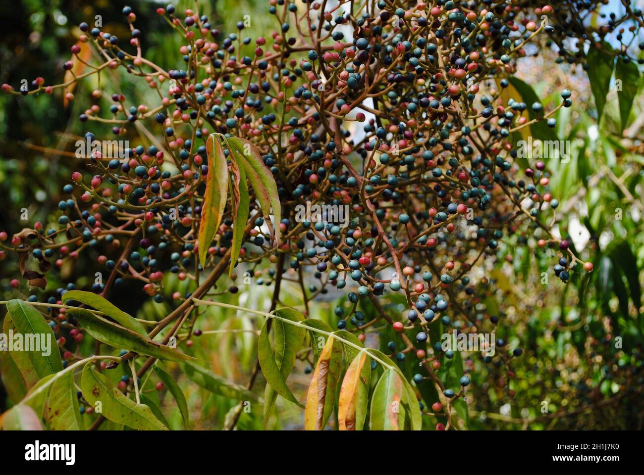 Dark berries in a tree in a garden in Petaluma, California Stock Photo ...