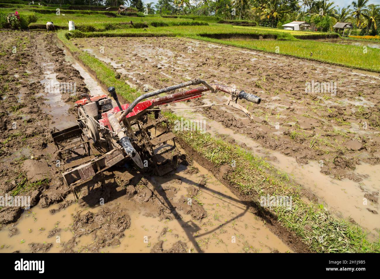 View of rice fields detail in Bali, Indonesia, Asia Stock Photo - Alamy