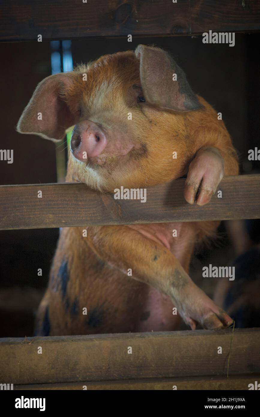 Pig in the barn hi-res stock photography and images - Alamy